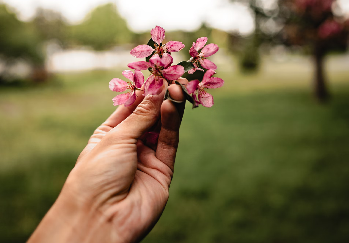 Для чего обрывают цветки на деревьях #garden #farm
