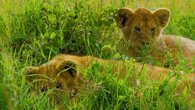 "Волшебное лекарство". 14 июня. День за днем в Ал-анон. Ежедневник для созависимых