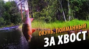 #5 Щука на озере Важенка | Окунь, пойманный за хвост | Поход 2021
