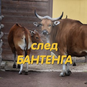 The Hunter classic(след Бантенга)