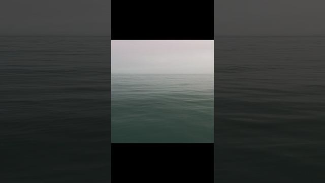 Внезапное появление косатки. Камчатка.mp4