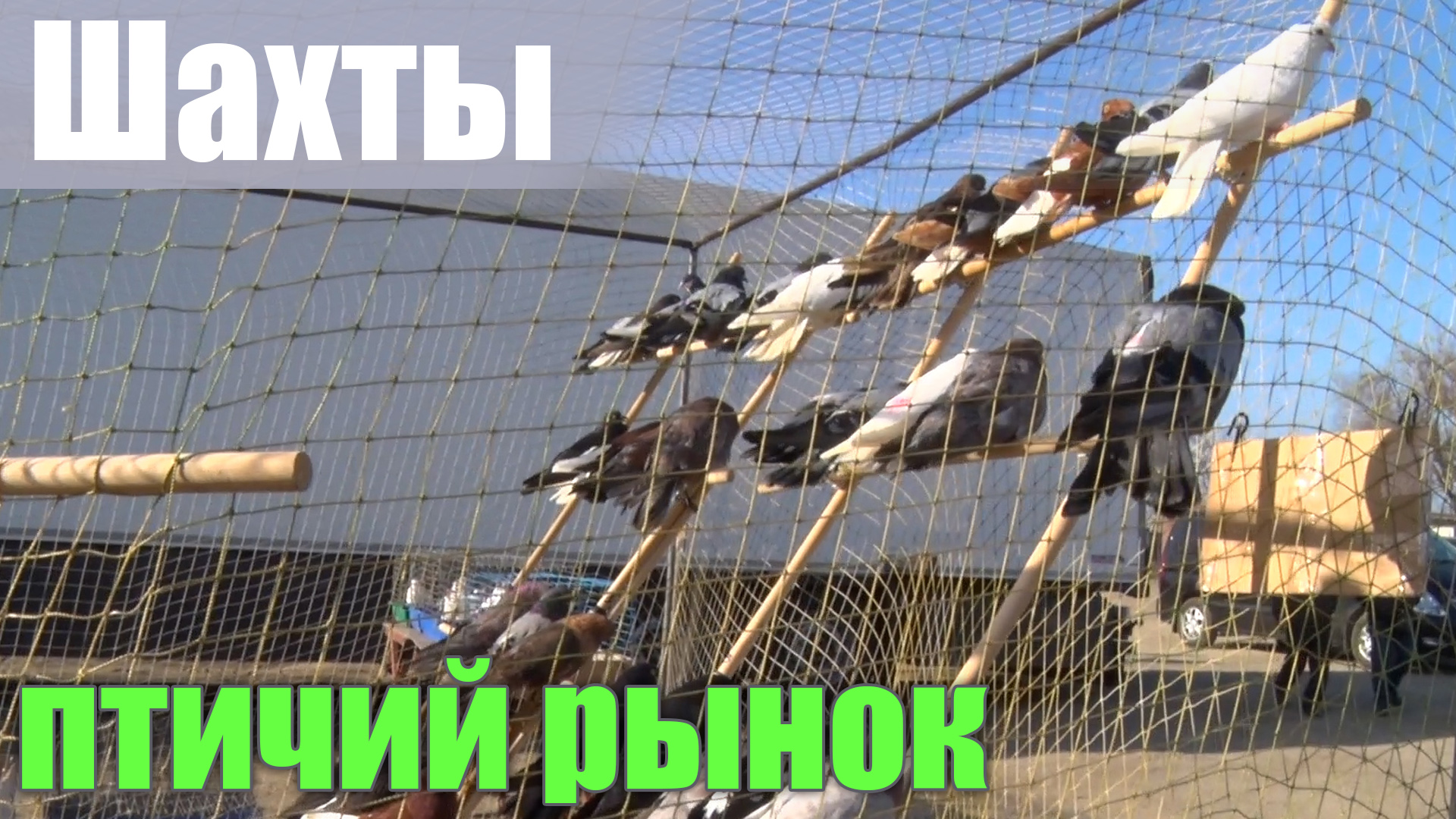 Птичий рынок. Шахты. Часть 3. [03.04.2022]