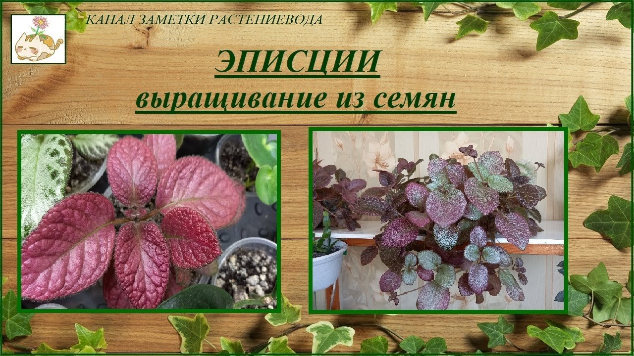 Эписции выращивание из семян, опыление