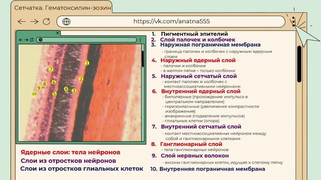 сетчатка.mp4