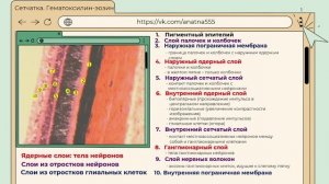 сетчатка.mp4