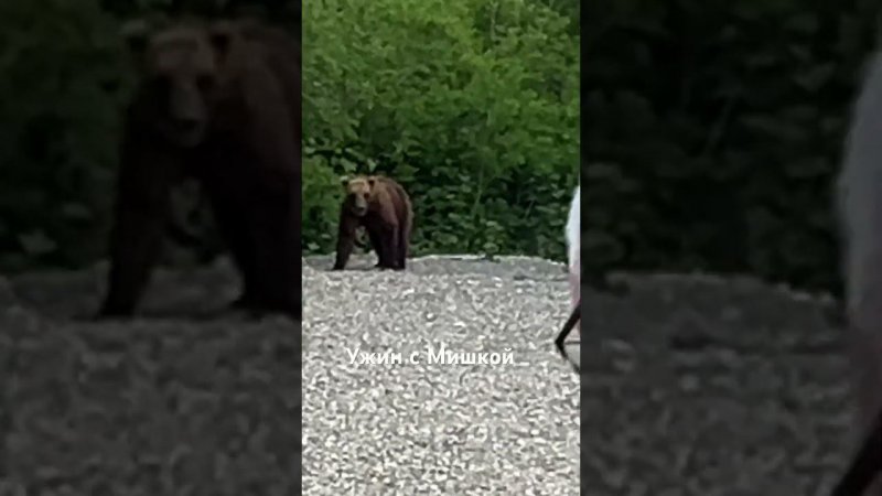 Ужин с медведем 2 #рыбалка #fishing #медведь #рыба #животные #природа #trout #bear