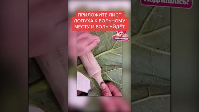 Как правильно приложить лист лопуха к больному месту
