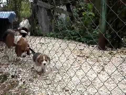 Бигли от Prado Adekatos Poland и Арт-Фэнтези Амейзин Лав 2009