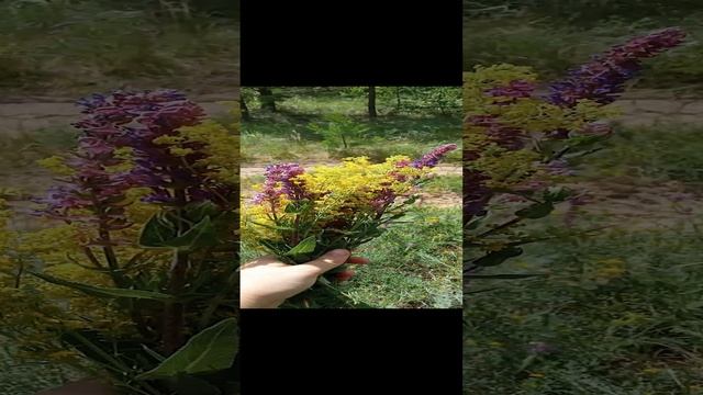 VID20230701120258.mp4