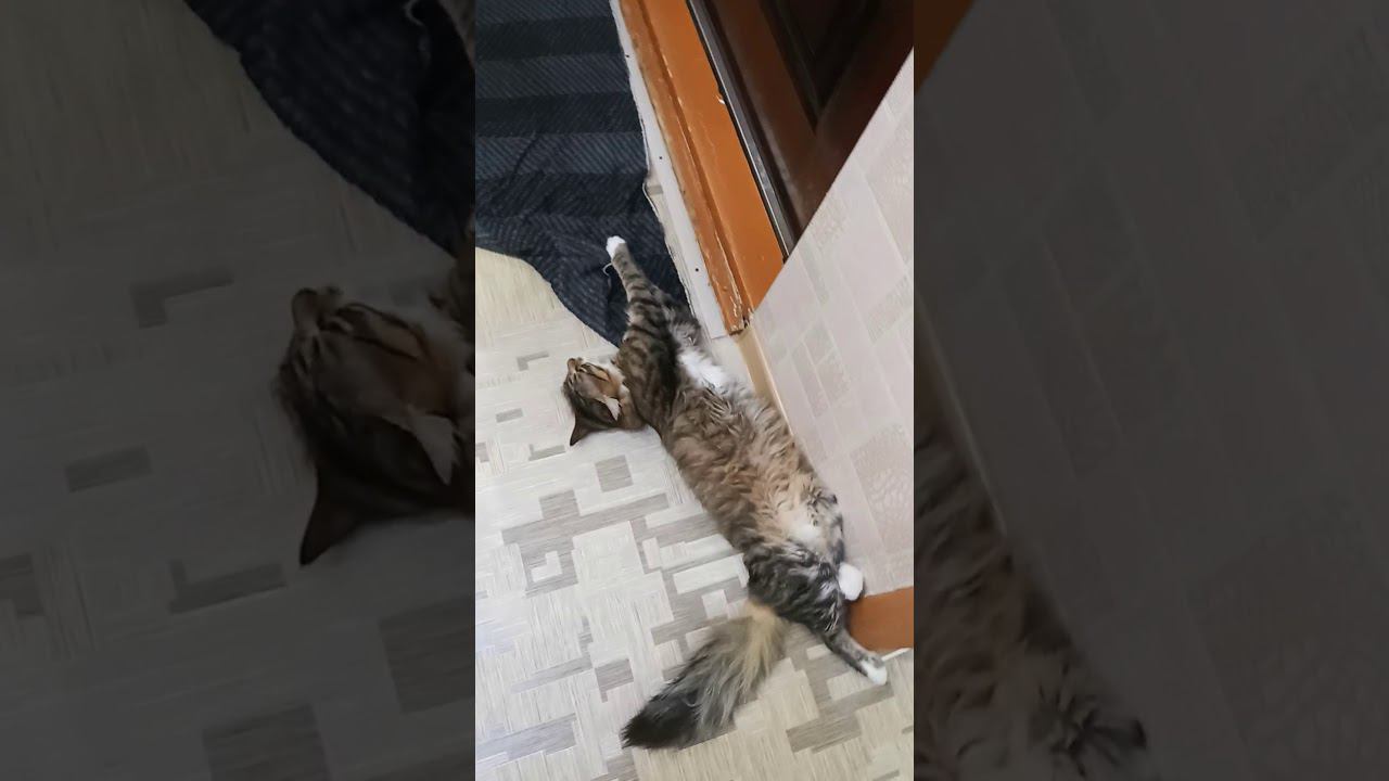 #Мурзик.. Смешные коты и котики. Мурзик отдыхает!!!