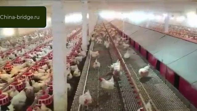 Оборудование для птицефабрик