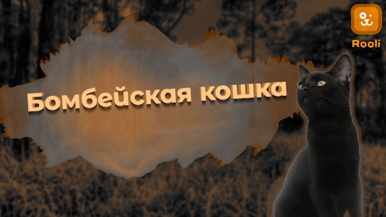 Бомбейская Кошка: Грация и Элегантность в Черном Обличии