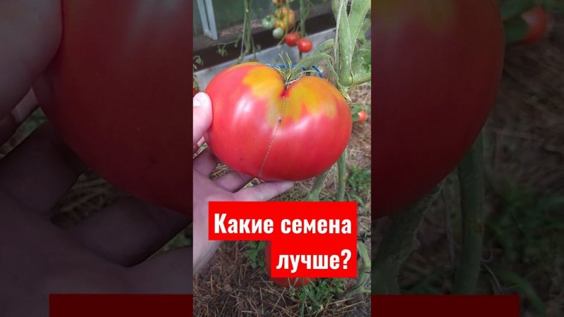 Какие семена томатов лучше? От производителей или собственные?