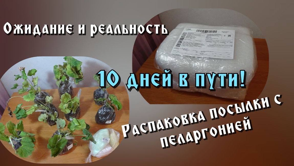 Шок ! Посылка с пеларгониями(геранью).10 дней в пути!