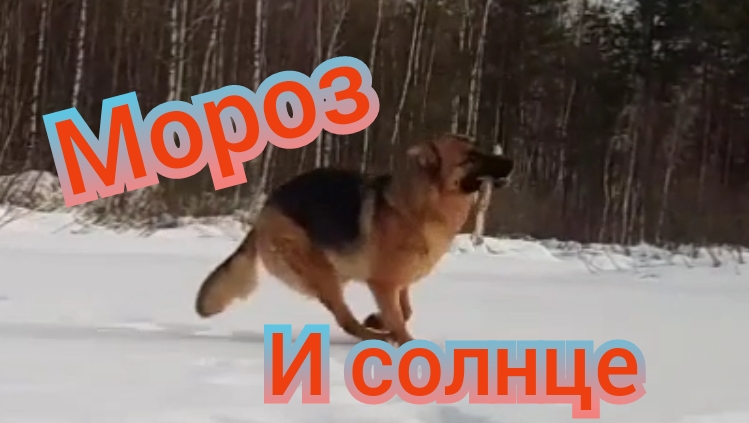 Мороз и солнце...Лучшее время для прогулки.