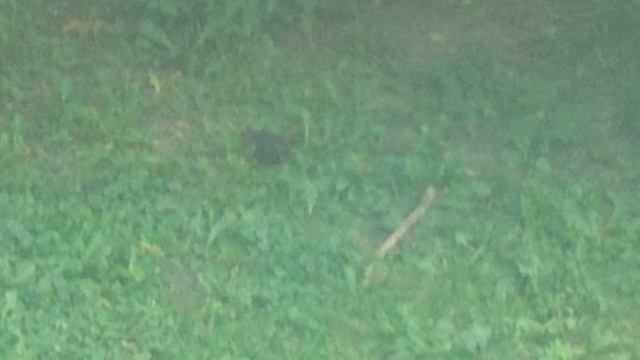 Голубь что-то клюет MOV03190