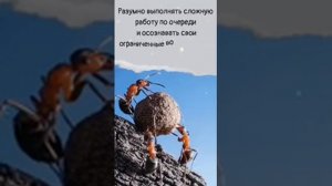 Поддержка и чувство локтя))) Птичий клин. Гуси.