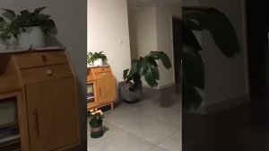 Без кота и жизнь не та ... А с котами , тра - та - та , веселуха -- красота !😂
