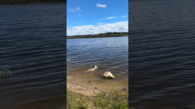 Учим Бобу.