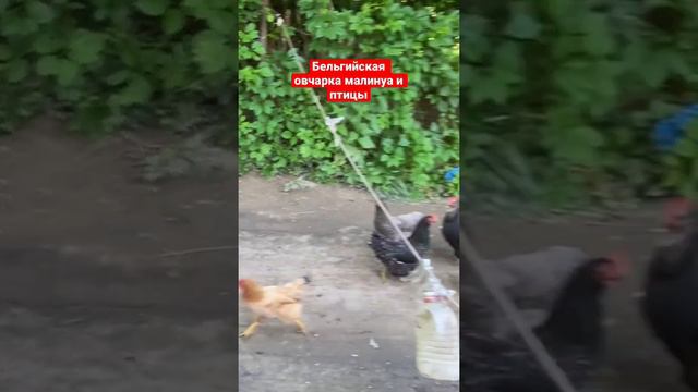 Бельгийская овчарка (малинуа) с пернатыми раздражителями