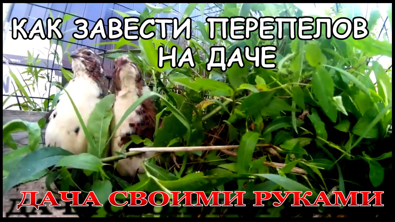 Как завести перепелов на даче.