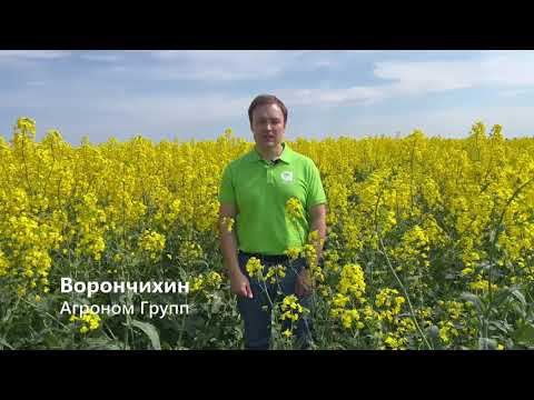 Высокоинтенсивные технологии выращивания рапса #shorts