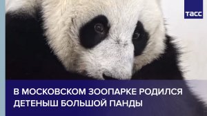 В Московском зоопарке родился детеныш большой панды