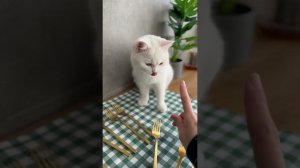 Аляска помогает наводить порядок