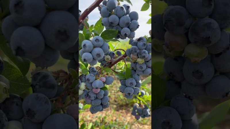 Голубика сорта Блюкроп. #голубика #blueberry