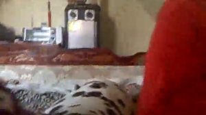 Далматин Эшта на моей кровати. Красотка. dalmatian dog dalmatinischer Hund cane