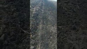 Лущильник видеоотзыв