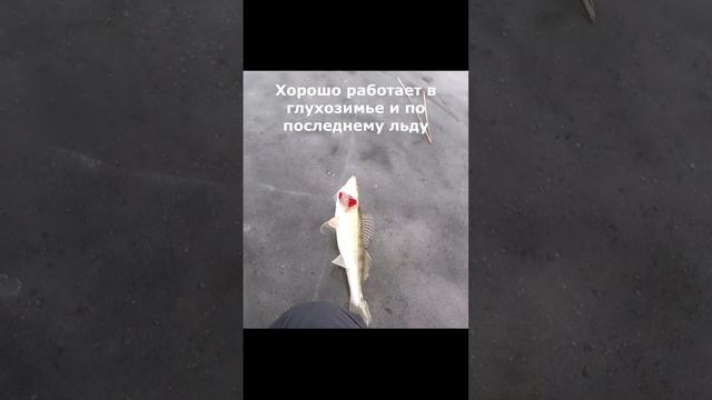 Ловля на Уралку Судака и Подлещика