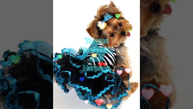 Ты моё счастье