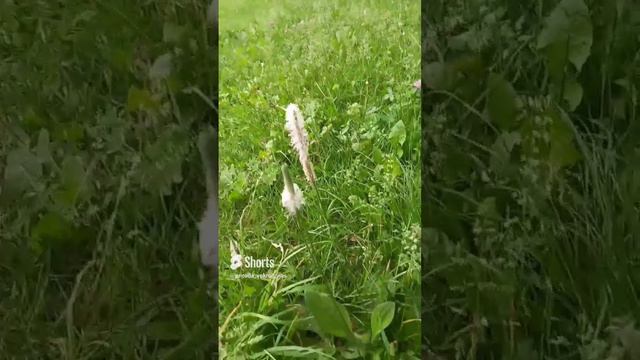 ❗Вот так цветёт Подорожник❗ #shorts #short #nature #shortsvideo  #funny #природа #shortvideo