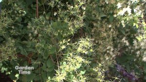 Summer Pruning Your Clematis