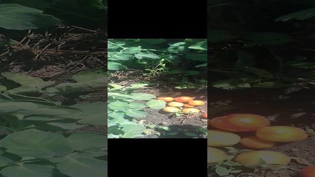 Томат сорт "Персик"