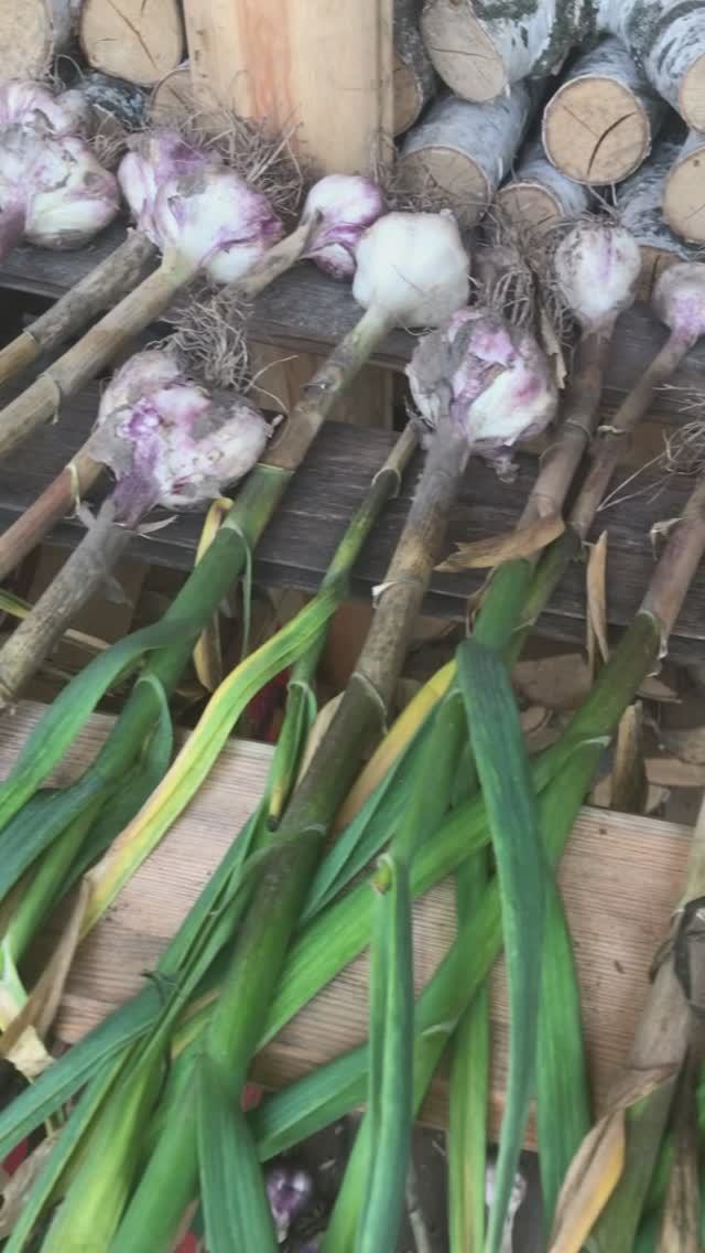 Богатый урожай чеснока в 2022.