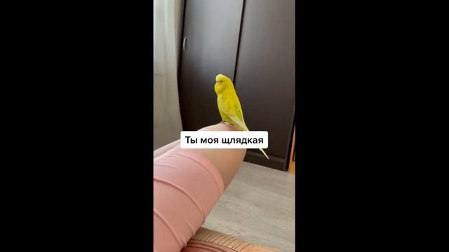 Гадание на сыре. Подборка приколов 2023