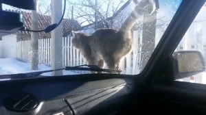 Принципиальный кот
