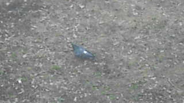 Голубь на поляне 5450214 DSCN5251