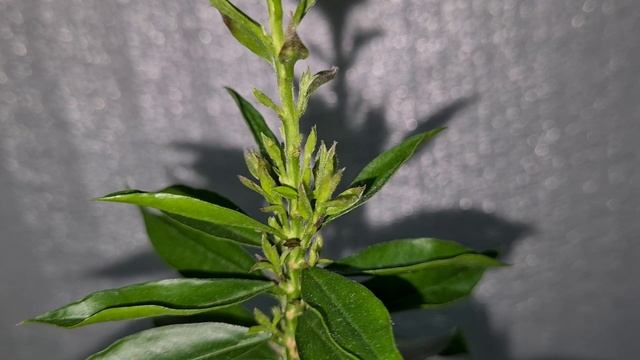 Боэтика 8 (обрезка лишнего)