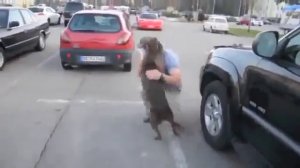 Собака встречает хозяина после армии