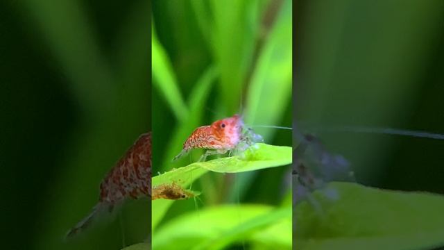 Аквариумные креветки в домашнем аквариуме видео