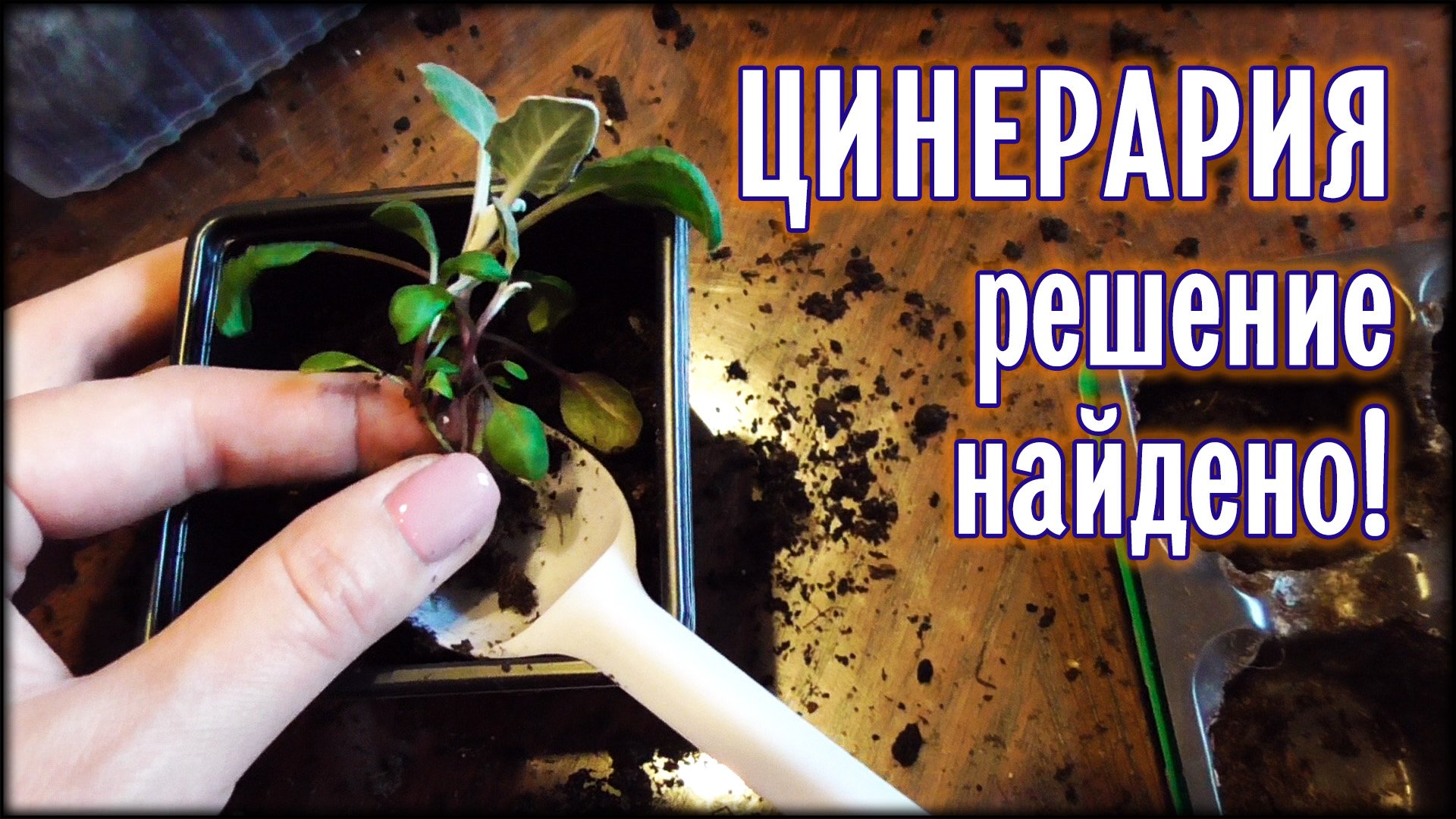 Мои проблемы с рассадой Цинерарии. Отчет по черенкованию розы!