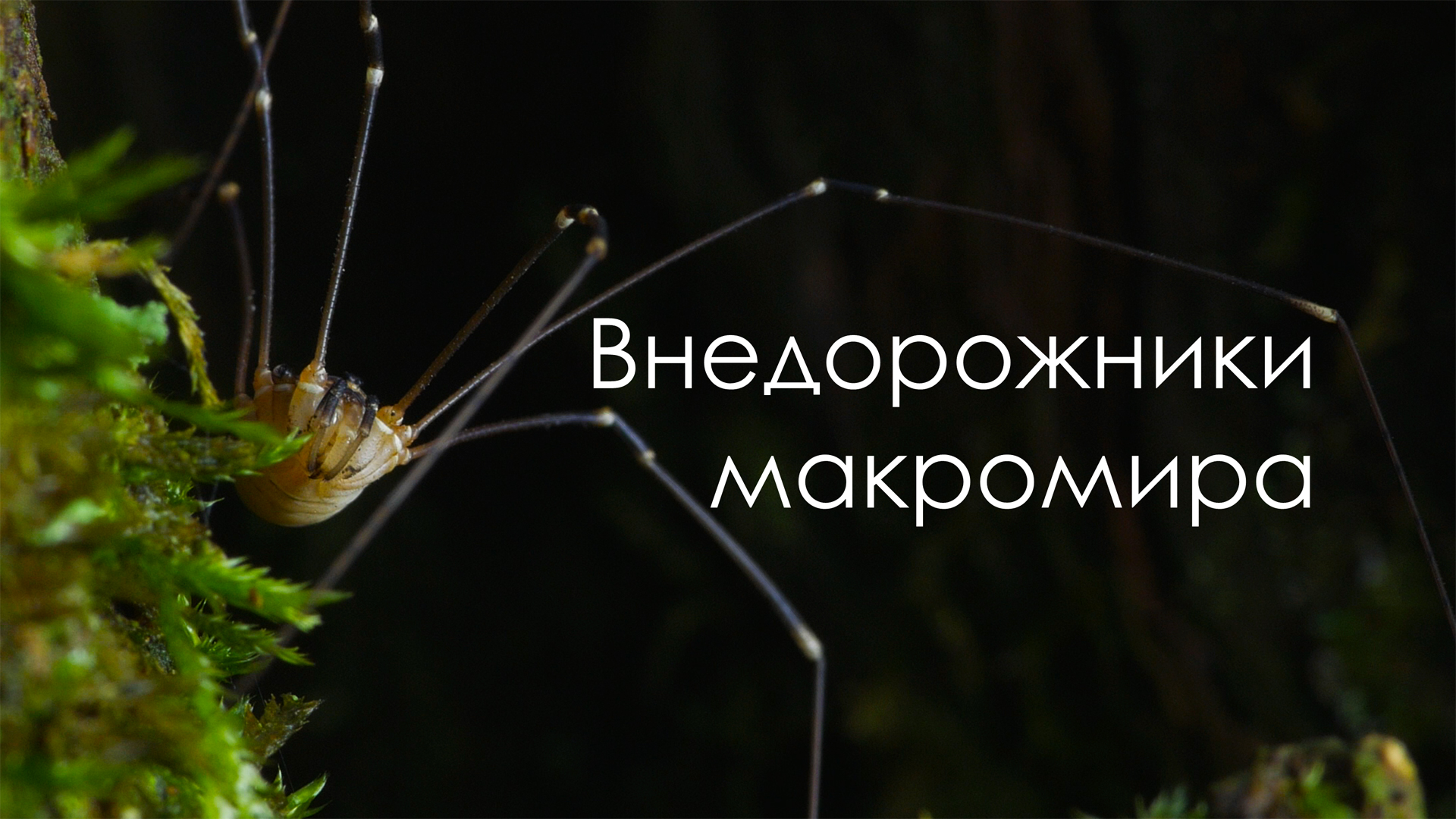 Внедорожники макромира. Сенокосцы. Фауна Беларуси / Микропланета
