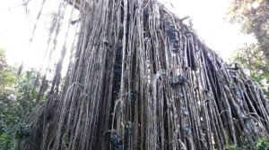 Yungaburra - Curtain Fig Tree