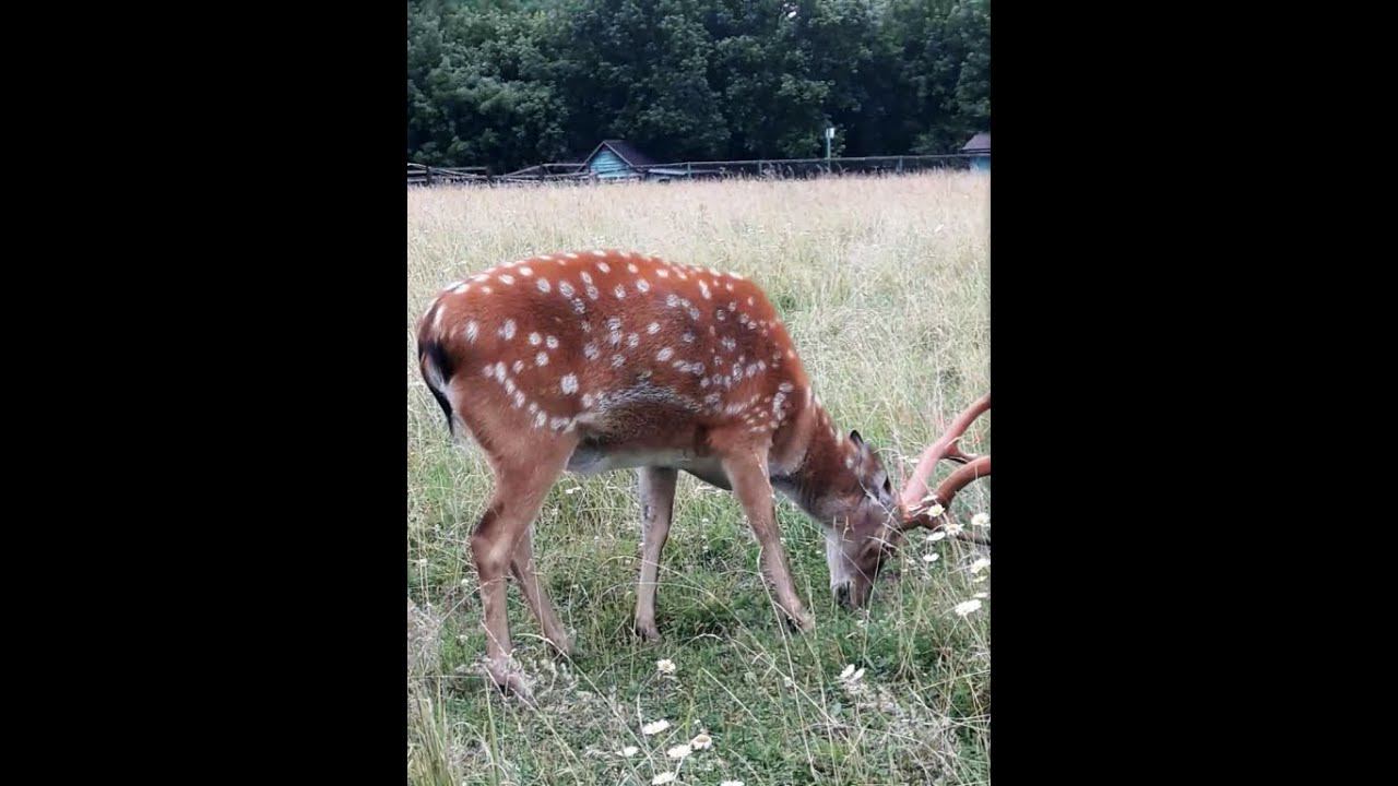 Москва Кормим оленя и верблюда
