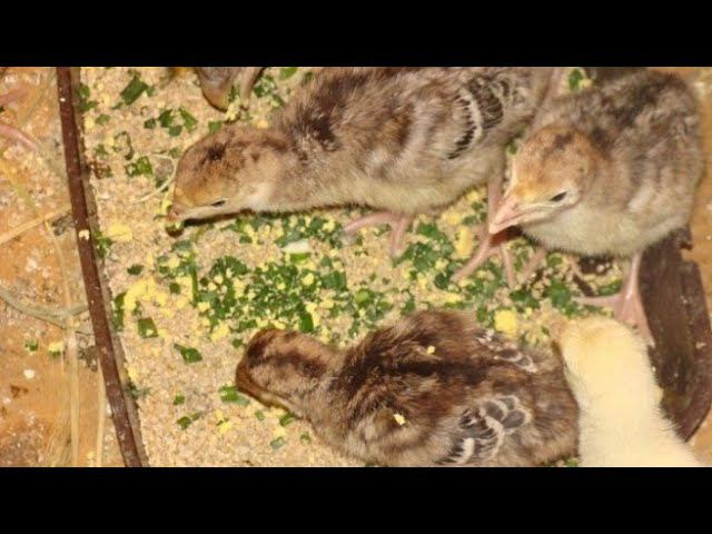 Чем я кормлю индюшат породы Бронза-708