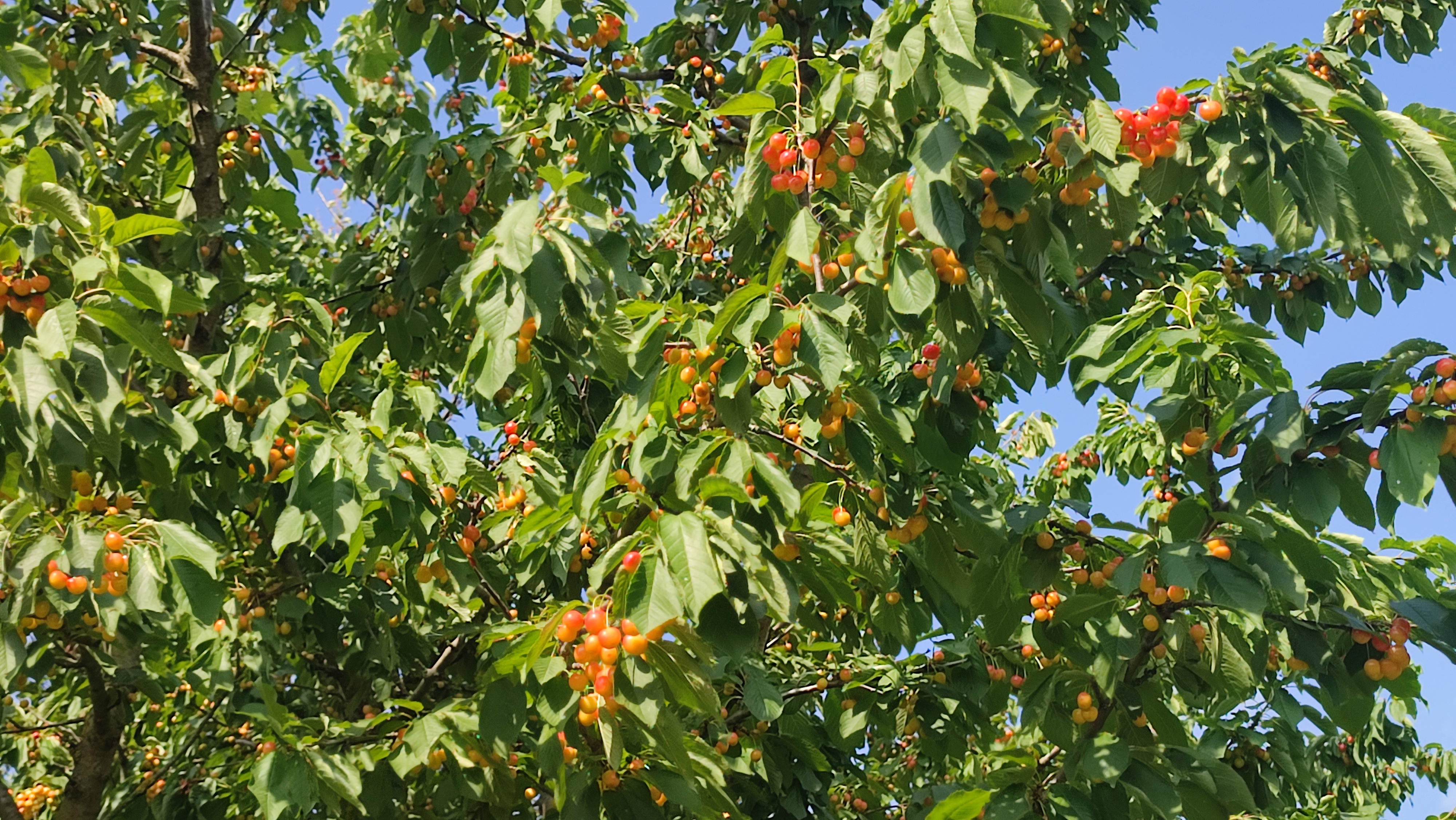 Черешня. Цветение и плодоношение. Красота всех фаз жизни дерева. Яркие образы  под чудесную музыку.