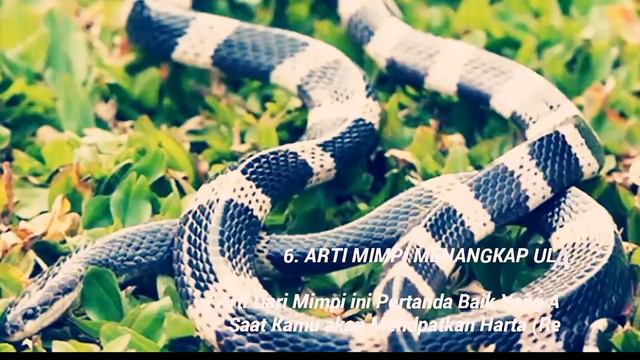 Arti Mimpi di Gigit Ular #PrediksiMimpi #InfoGaibChannel - смотреть ...